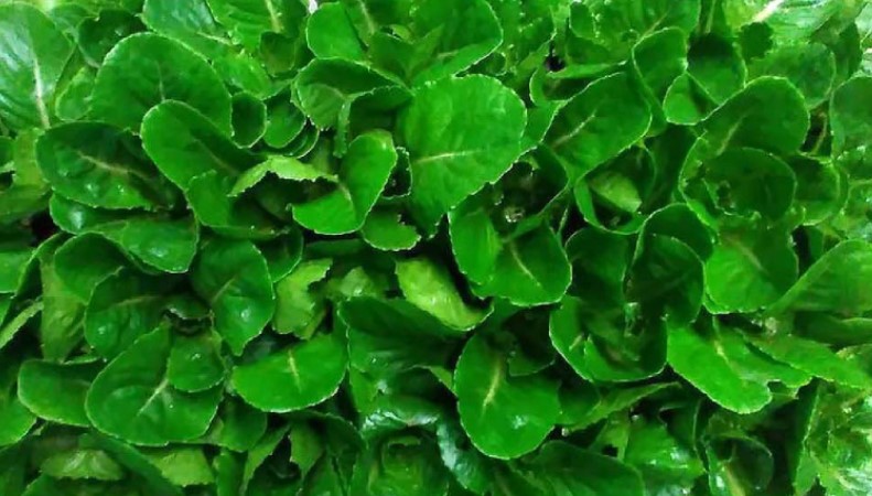 ¿Le duelen los huesos? Científicos de EE.UU. crean una lechuga ...