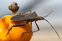 Enfermedad de chagas: cuáles son los síntomas y cómo prevenirla ...
